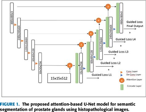 Figure 1 From A Novel Attention Based Model For Semantic Segmentation Of Prostate Glands Using