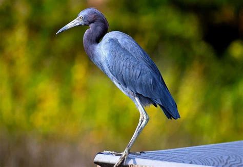 Garça-azul: características, reprodução, alimentação, habitat e canto ...
