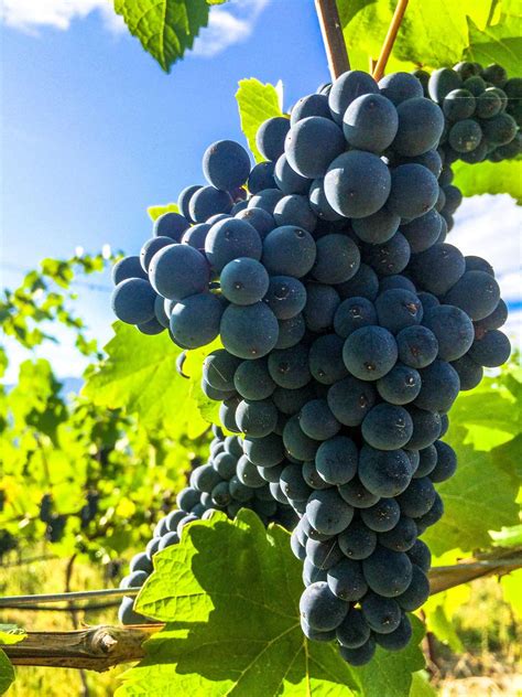 Pinot Noir Wine Making Process At Paul Caison Blog