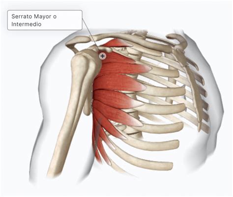 Músculos De Las Paredes Anterolaterales Del Tórax 🔹paradigmia