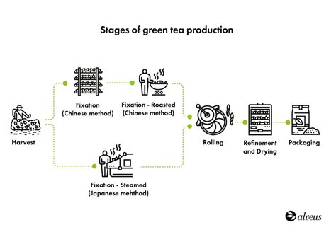 How Is Green Tea Made Stages And Process Alveus