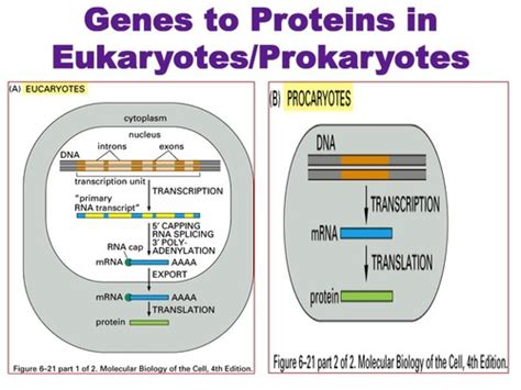 Rna Processing
