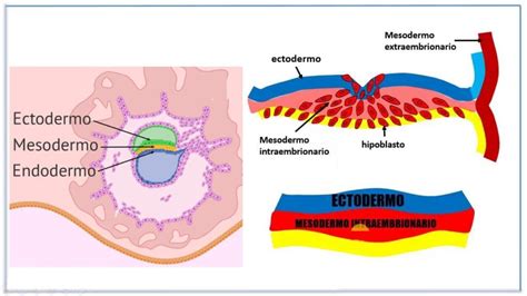 La Importancia De La Embriología En El Teratocarcinoma