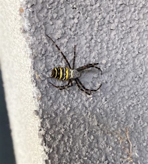 What Is This A Spiderbee Rspiders