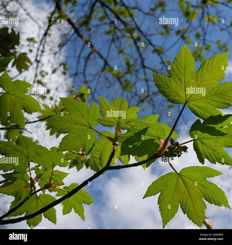 Sycamore Tree Leaves