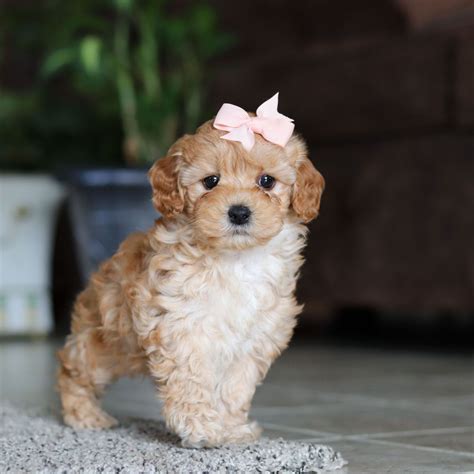 My Pup Central On Instagram Cuteness Overload Mypupcentral