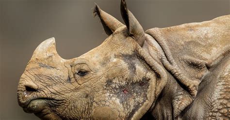 코뿔소 뿔이 확 작아졌다코끼리 상아 사라지듯
