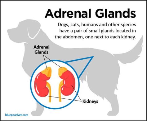 What Is Addisons Disease In Dogs