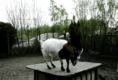 Adorable Lovely Gif Wifflegif