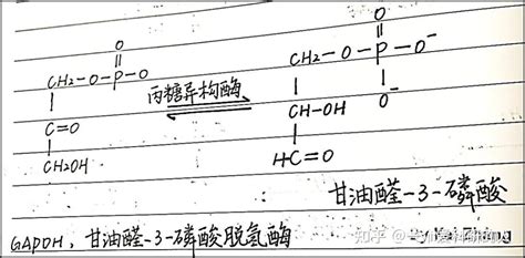 （基础篇）糖酵解的生化反应 知乎