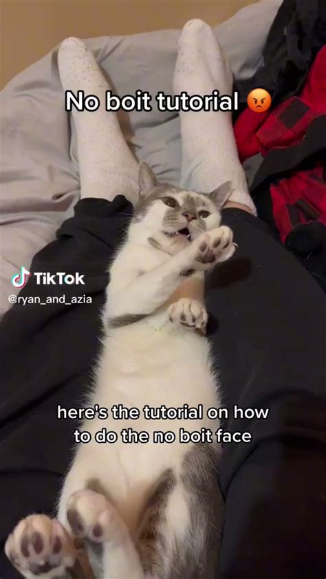 Punch Cat On Twitter