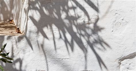 흰 벽에 식물의 그림자 사진 Unsplash의 여름 배경 이미지