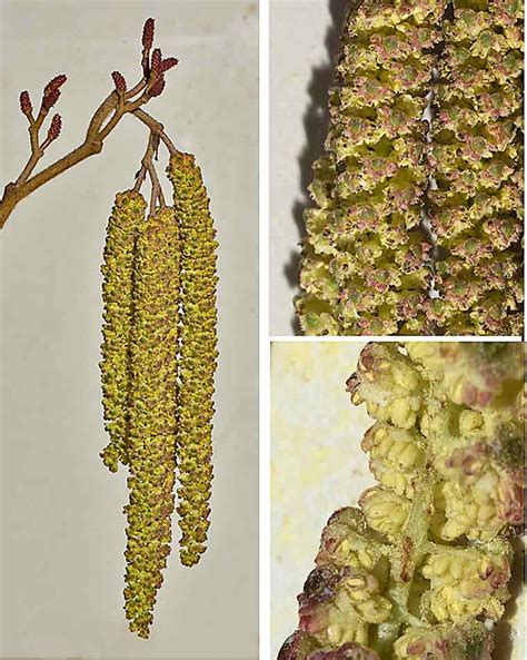 Alder Sex Mtyewtk A Naturalist S Journal