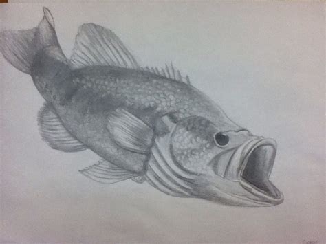 Largemouth Bass Sketch At Explore Collection Of