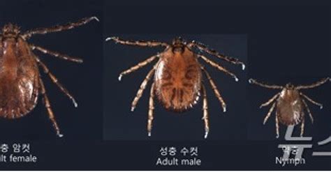 기온 상승에 참진드기 개체 수 폭증…평년 대비 37 5 증가