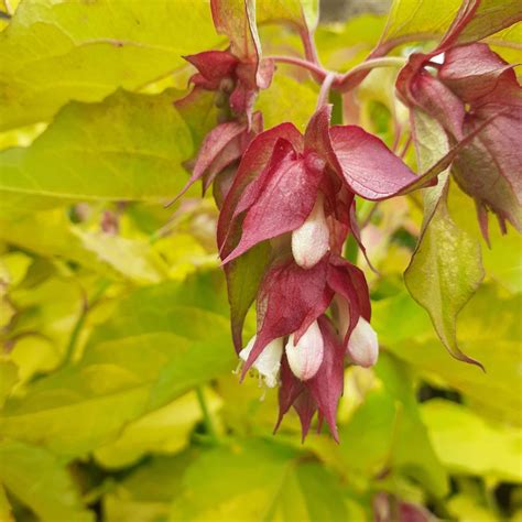 Leycesteria Golden Lanterns Pheasant Berry