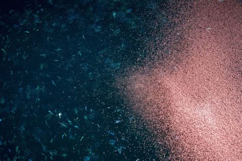 Conserving Antarctic Krill Antarctic And Southern Ocean Coalition