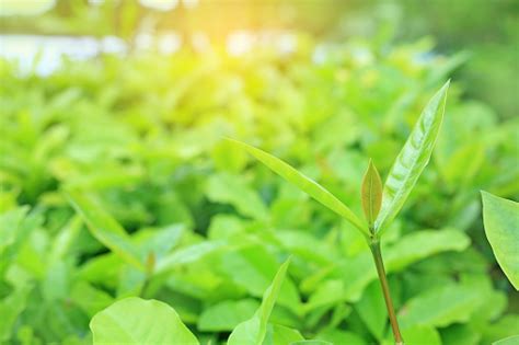 태양 광선이 있는 여름 정원에 흐린 배경에 신선한 녹색 나무 잎 클로즈업 자연 웹 디자인 이나 벽지에 사용 하기 위해 필드에 나뭇잎 0명에 대한 스톡 사진 및 기타 이미지