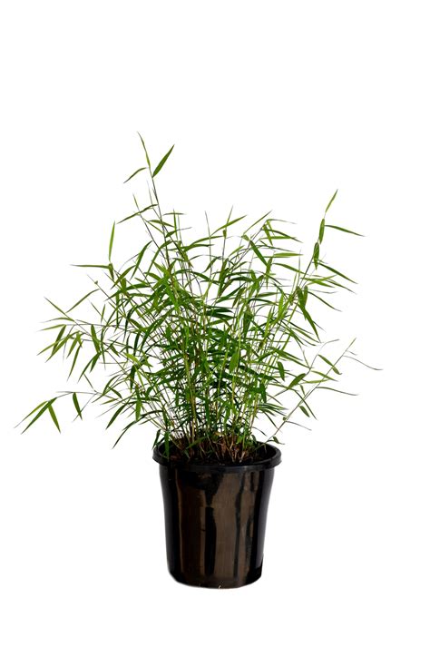 Pogonatherum Paniceum Panda Grass