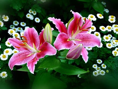 Wallpaper Pink Lily Flowers Daisies 1920x1200 Picture Image