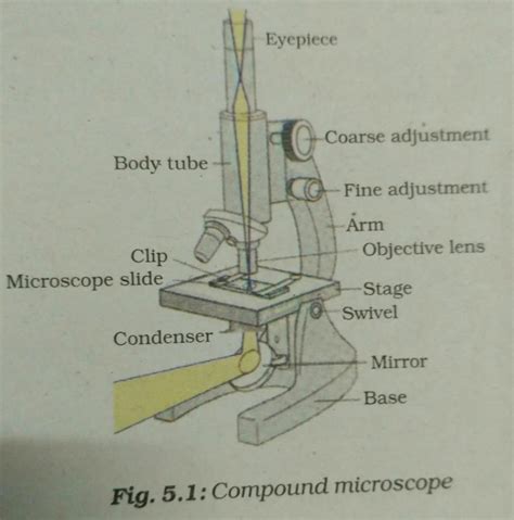 Compound Microscope Diagram Easy At Mason Duckworth Blog