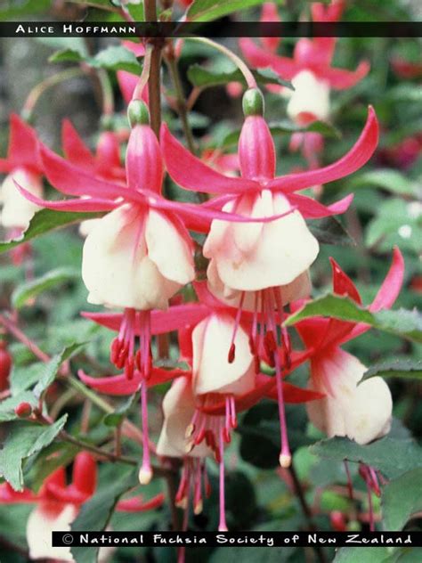 Alice Hofmann Alice Hoffman Fuchsiafinder