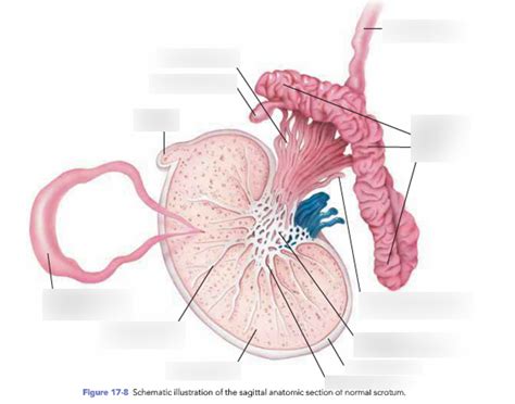 Diagram Of Sagittal Anatomical Section Of Scrotum Diagram Quizlet