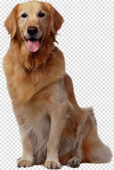 Golden Retriever Labrador Retriever Pembroke Welsh Corgi Pet Sitting