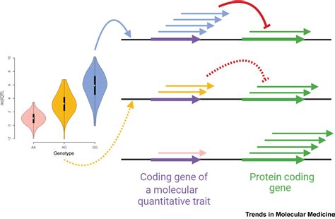 Strengthening Causal Inference For Complex Disease Using Molecular Quantitative Trait Loci