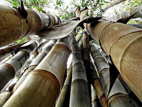 Dendrocalamus Giganteus The Exotic Seed Emporium