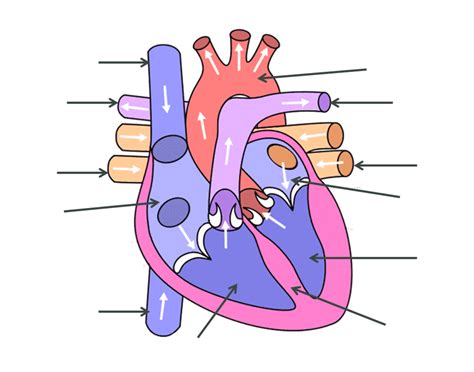What Is The Anatomical Location Of The Heart Quizlet At Theresa Ferrell