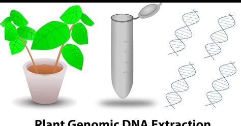 Plant Dna Extraction Ctab Method