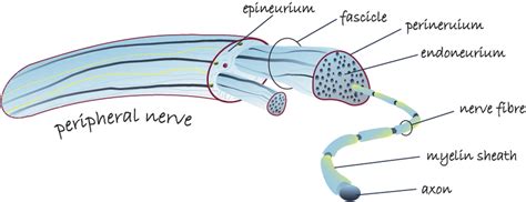 The Composition Of A Peripheral Nerve Nerve Fibers Are Classified As Download Scientific