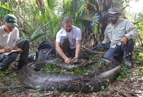 Florida Record 18 Foot Burmese Python Preyed On White Tailed Deer