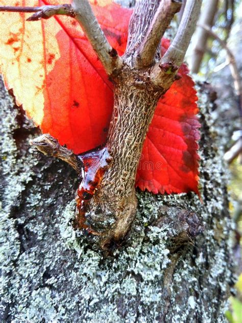 How Do Trees Bleed Sap At Aileen Markham Blog