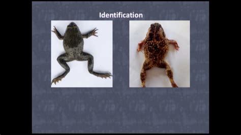 Toad Dissection Introduction 1 Youtube