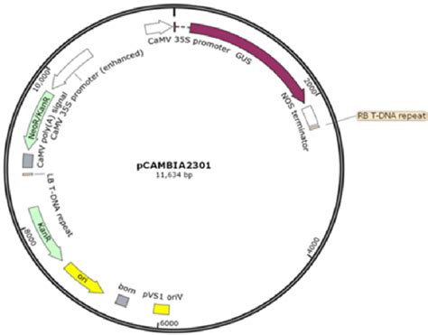 Schematic Presentation Of T Dna Of Binary Vector Pcamibia2301 Used For Download Scientific