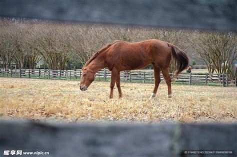 马 摄影图 野生动物 生物世界 摄影图库 昵图网