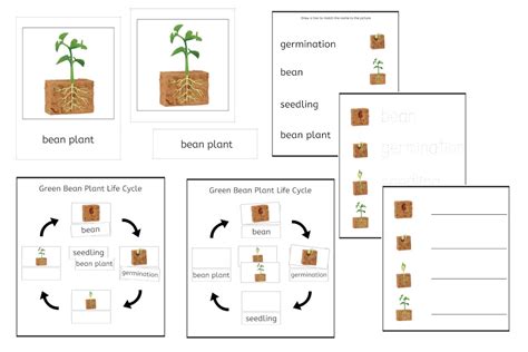 Printable Plant Life Cycle Worksheet