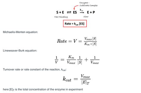 How To Calculate Vmax For An Enzyme PELAJARAN