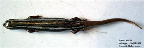 Emoia Similis The Reptile Database