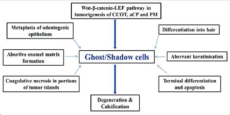 Summary Of Ghost Cell Histogenesis And Its Fate Download Scientific Diagram