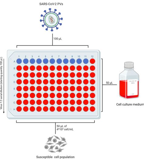 Pseudotyped Viruses As A Molecular Tool To Monitor Humoral Immune Responses Against Sars Cov 2