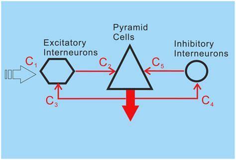 Neural Mass Model Of Jansen And Rit With Excitatory Interneurons Ein