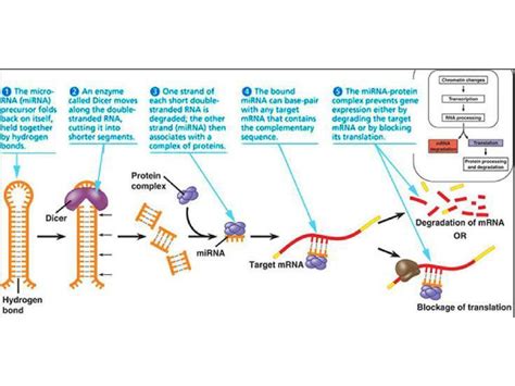 noncoding rna roles in gene expression ppt download