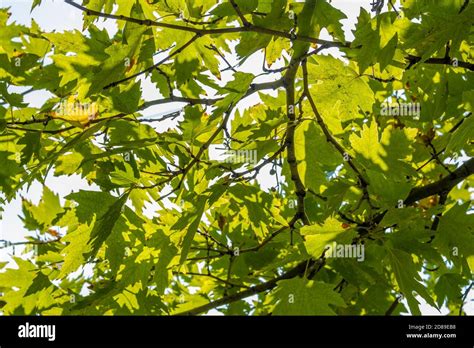 Green Plane Tree Leaves On Tree Branches With Sunlight Platanus