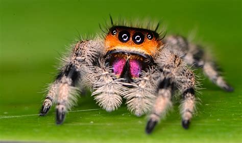 Spiders Can Hear Over Great Distances Earth
