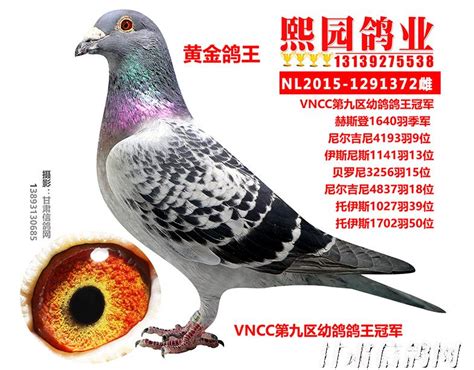 甘肃信鸽网 甘肃好鸽 甘肃冠军鸽