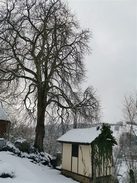 Hut Tree Free Photo On Pixabay Pixabay