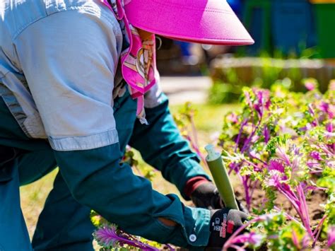 Улаанбаатар хотын хэмжээнд 20 мянган ам метр талбайг зүлэгжүүлж 512 мянган цэцэг тарина Isee Mn